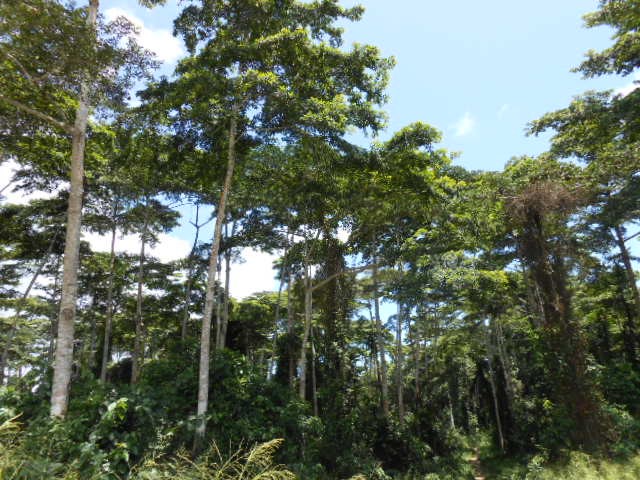 Aménagement des forêts